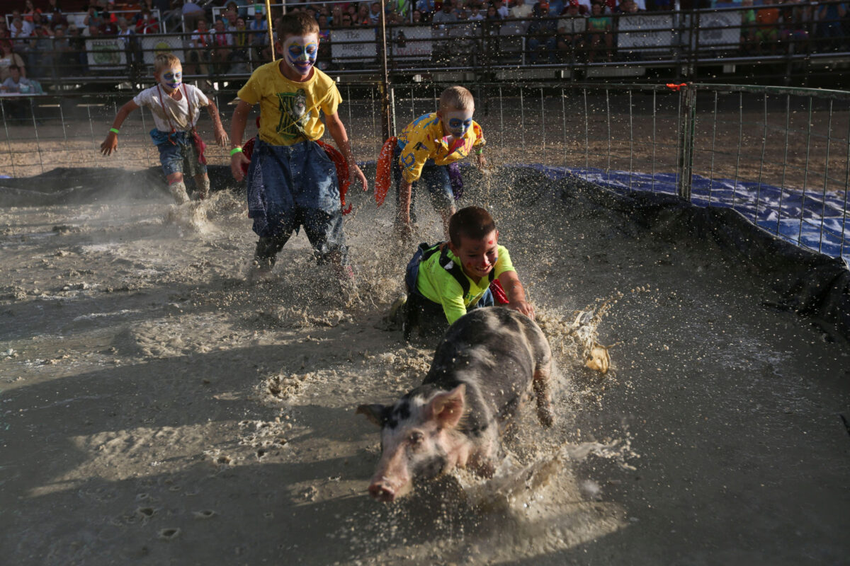 Competitors get muddy at annual pig wrestling competition | News ...